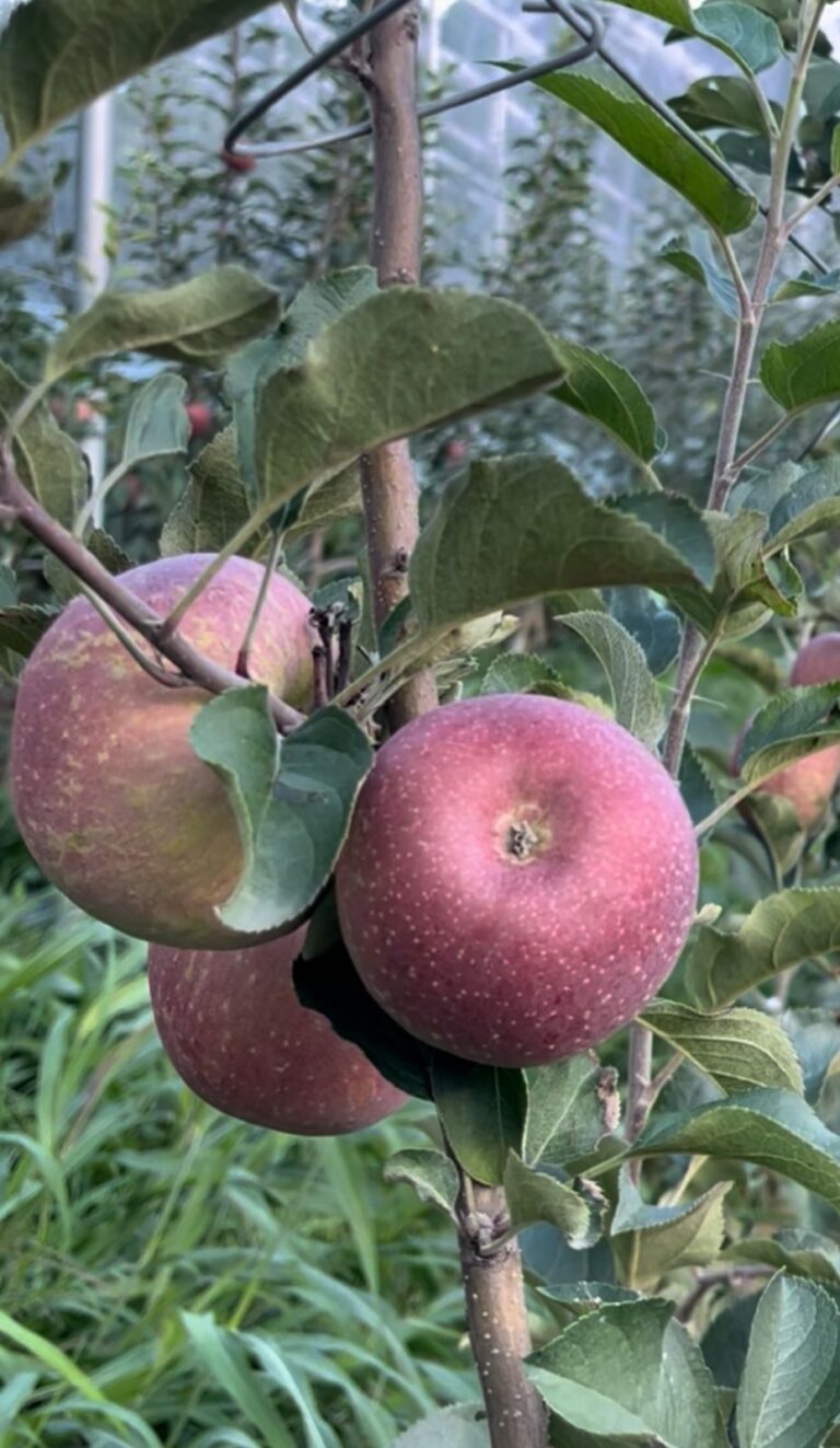 Understanding Apple Varieties - GRAM DISHA TRUST